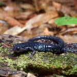 20 Salamander Species in Alabama (ID + Pics) - Pond Informer