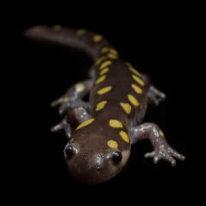 20 Salamander Species in Alabama (ID + Pics) - Pond Informer