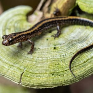 20 Salamander Species in Alabama (ID + Pics) - Pond Informer