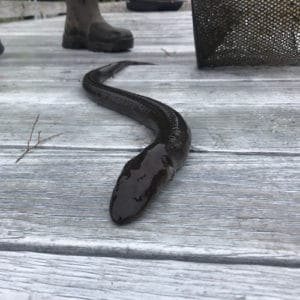 20 Salamander Species in Alabama (ID + Pics) - Pond Informer