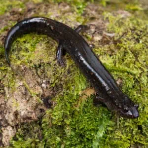 20 Salamander Species in Alabama (ID + Pics) - Pond Informer
