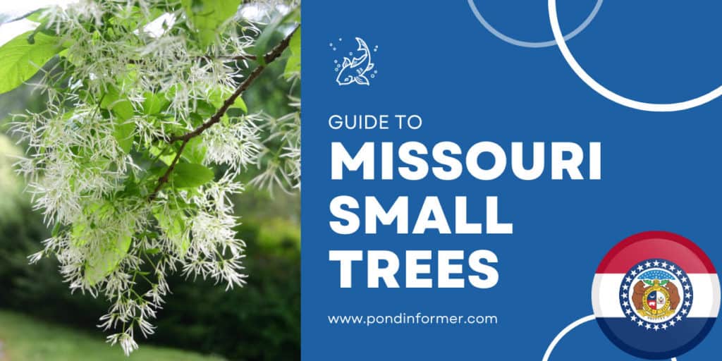 16 Best Dwarf & Small Trees for Missouri 2023 [Updated] - Pond Informer