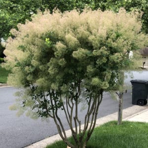 10 Best Small Trees for North Texas - Pond Informer