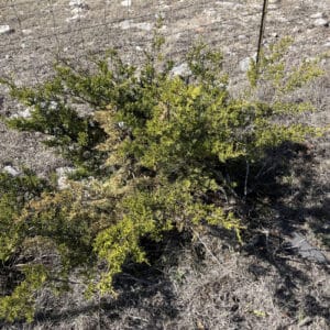 10 Best Small Trees for North Texas - Pond Informer