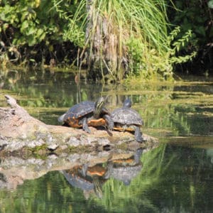 List of Turtle Species in South Carolina 2023 (ID + Pics) - Pond Informer