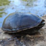 List of Turtle Species in Tennessee 2023 (ID + Pics) - Pond Informer