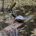 List of Turtle Species in Tennessee 2023 (ID + Pics) - Pond Informer