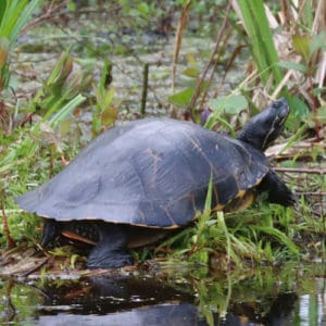 List of Turtle Species in Tennessee 2023 (ID + Pics) - Pond Informer