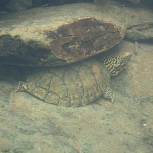 List of Turtle Species in Tennessee 2023 (ID + Pics) - Pond Informer