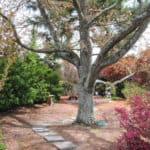10 Trees for Small Yards in Texas (Top Species) - Pond Informer