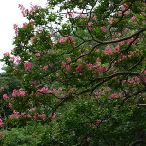 10 Trees for Small Yards in Texas (Top Species) - Pond Informer