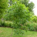 24 Drought Tolerant Plants for Georgia (Top Picks) - Pond Informer