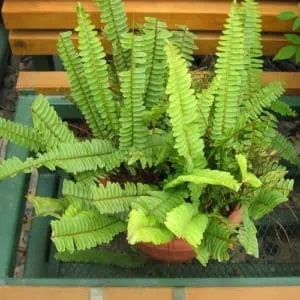 10 Best Ferns for Pots & Containers (Top Picks) - Pond Informer