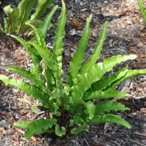 10 Best Ferns for Pots & Containers (Top Picks) - Pond Informer