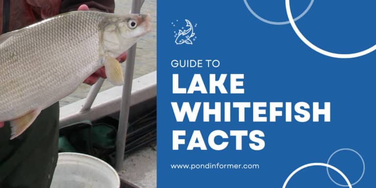 Facts & Guide to Lake Whitefish (Coregonus clupeaformis) - Pond Informer