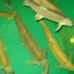 Guide to Lake Whitefish (Coregonus clupeaformis) - Pond Informer