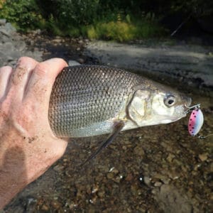 Guide to Lake Whitefish (Coregonus clupeaformis) - Pond Informer
