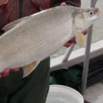 Guide to Lake Whitefish (Coregonus clupeaformis) - Pond Informer