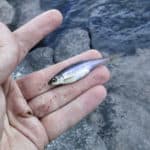 List of Fish Species in Lake Winnibigoshish 2023 [Updated] - Pond Informer