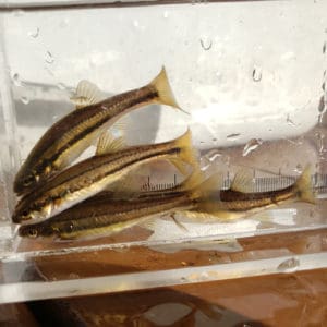 List of Fish Species in Lake Winnibigoshish 2023 [Updated] - Pond Informer