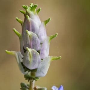 Benefits of Panadol Plant (Usage, Growing & Planting) - Pond Informer