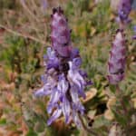 Benefits of Panadol Plant (Usage, Growing & Planting) - Pond Informer