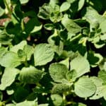 Benefits of Panadol Plant (Usage, Growing & Planting) - Pond Informer