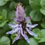 10 Plants That Repel Cats (Plants Cats Hate) - Pond Informer