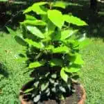 8 Plants That Repel Cockroaches (Plants They Hate) - Pond Informer