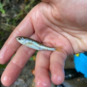 List of Fish Species in Red Lake, Minnesota (Updated) - Pond Informer