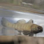 List of Fish Species in Red Lake, Minnesota 2023 [Updated] - Pond Informer