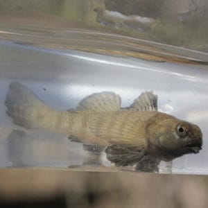 List of Fish Species in Red Lake, Minnesota (Updated) - Pond Informer