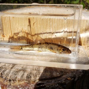 List of Fish Species in Red Lake, Minnesota (Updated) - Pond Informer