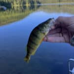 List of Fish Species in Red Lake, Minnesota 2023 [Updated] - Pond Informer
