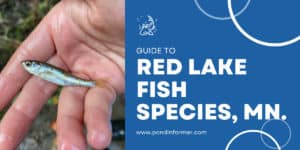 List of Fish Species in Red Lake, Minnesota 2023 [Updated] - Pond Informer