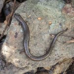 35 Salamander Species in California (ID + Pics) - Pond Informer