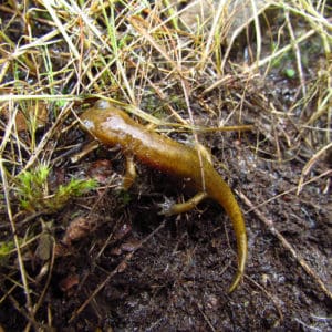 35 Salamander Species in California (ID + Pics) - Pond Informer