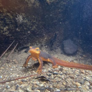 35 Salamander Species in California (ID + Pics) - Pond Informer
