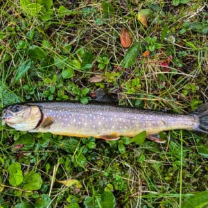 List of Fish Species in Selawik Lake (Updated) - Pond Informer