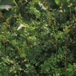 12 Best Small & Dwarf Ferns (Top Species) - Pond Informer