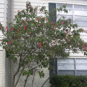 18 Best Dwarf & Small Trees for Florida (Top Picks) - Pond Informer