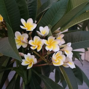 18 Best Dwarf & Small Trees for Florida (Top Picks) - Pond Informer