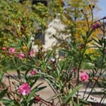 18 Best Dwarf & Small Trees for Florida (Top Picks) - Pond Informer