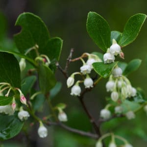 18 Best Dwarf & Small Trees for Florida (Top Picks) - Pond Informer
