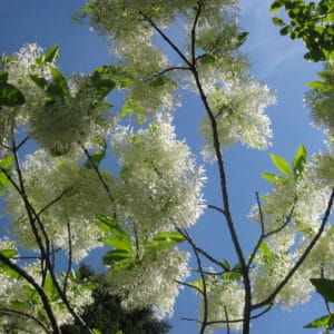 18 Best Dwarf & Small Trees for Florida (Top Picks) - Pond Informer