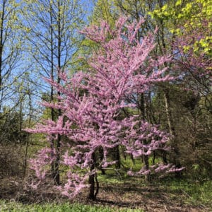 16 Dwarf & Small Trees for Missouri (Top Picks) - Pond Informer