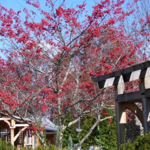 16 Dwarf & Small Trees for Missouri (Top Picks) - Pond Informer