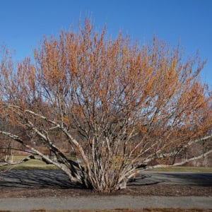 16 Dwarf & Small Trees for Missouri (Top Picks) - Pond Informer
