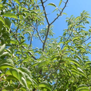 10 Best Small & Dwarf Trees for North Carolina - Pond Informer