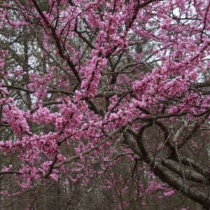 10 Best Small & Dwarf Trees for North Carolina - Pond Informer